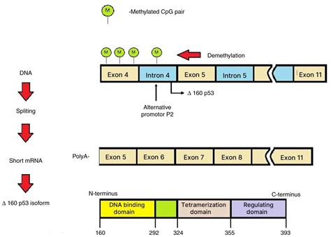 Exon 4 And Intron 4 Tp53 Are Both Methylated In Advanced‑stage Ovarian