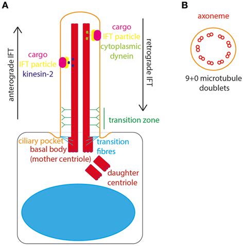 The Structure Of The Primary Cilium A The Primary Cilium Is Formed Download Scientific
