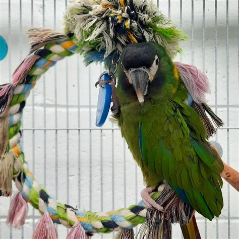 Hahns Mini Macaw For Sale Mini Macaw Babies For Sale