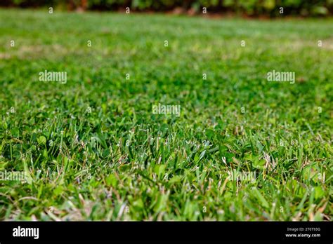 Fresh Green Grasses In Focus Grasses Or Crops Background Photo Nature