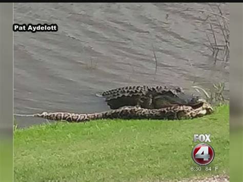 Caught On Camera Gator Versus Python