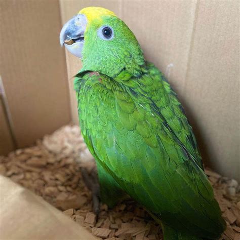 Amazon Green Parrot