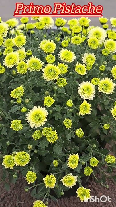 ХРИЗАНТЕМА🌺Прімо Фісташка🌼ще одне диво😊#українськийконтент #хризантема ...