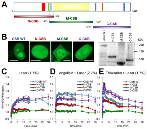 C Terminus Of Csb And To Lesser Extent Its N Terminus Regulate