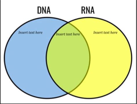 Dna Rna Venn Diagram