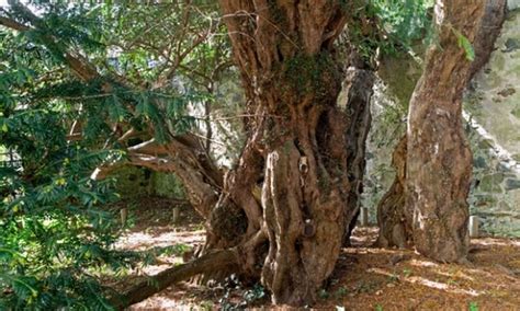 Yew Tree Tamil And Vedas