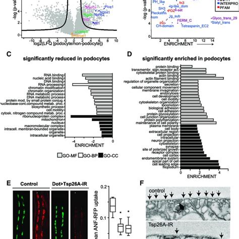 Determination Of Podocyte Enriched Proteins Uncovers Druggable Targets Download Scientific