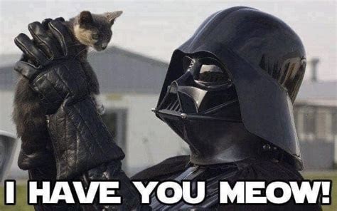 Remembering David Prowse With The Best Darth Vader Cat Memes Darth Vader Star Wars Memes