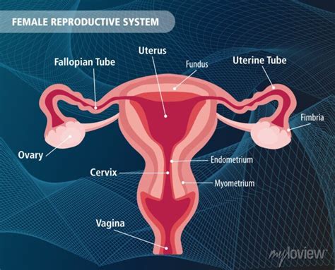 Human Female Reproductive System Vector Illustration Anatomy • Wall