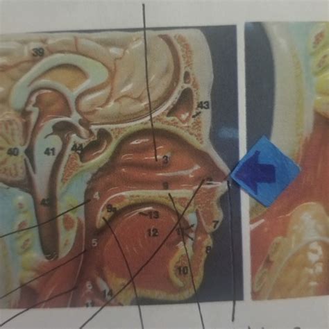 Respiratory System Flat Model Flashcards Quizlet