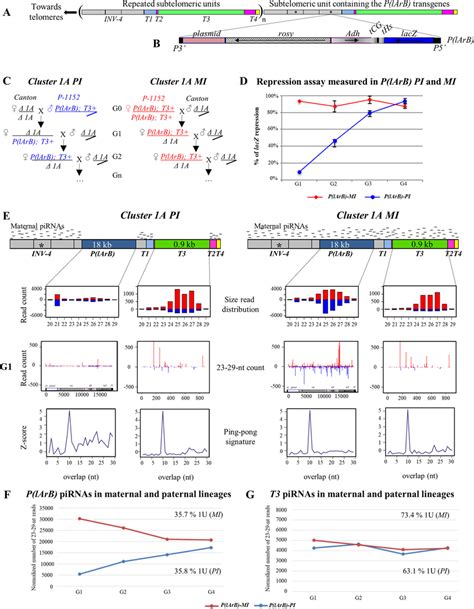 Heterogeneity Inside Cluster 1a A Subtelomeric Cluster 1a On The X Download Scientific Diagram