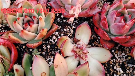 백마다육 라방 색금 창금 금다육 명품창 다육이 힐링♡ Youtube