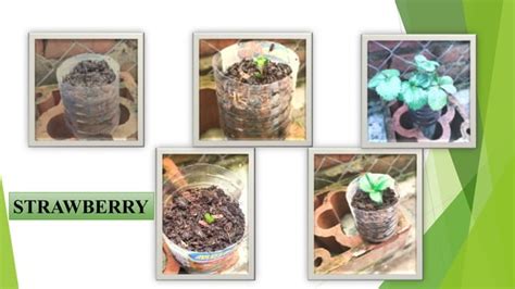 Field Loggingpptx Proceso De Siembra De Tres Plantas Ppt