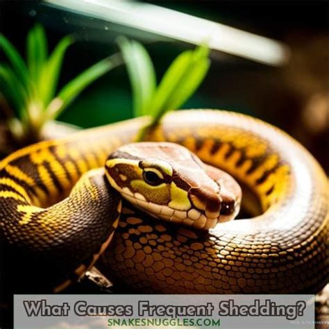 How Often Do Ball Pythons Shed Facts On Shedding Frequency And Skin Health