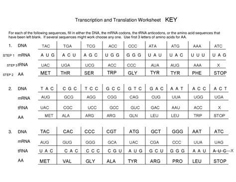 Dna Transcription Practice Worksheet Printable Pdf Template