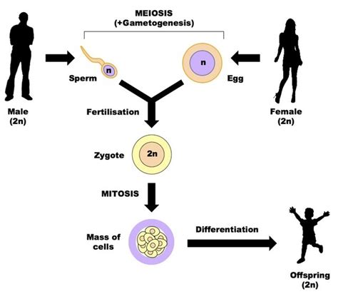 Asexual And Sexual Reproduction Diagram Quizlet