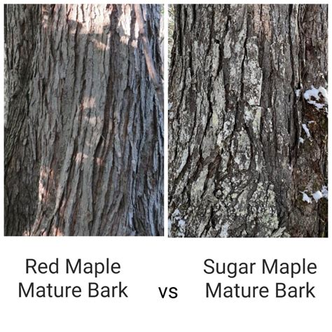 red maple vs sugar maple key differences
