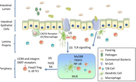 Immune Responses After Ag Processing In The Intestine 1 In Galt