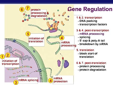Protein Expression Or Gene Expression At Jeffery Mahoney Blog