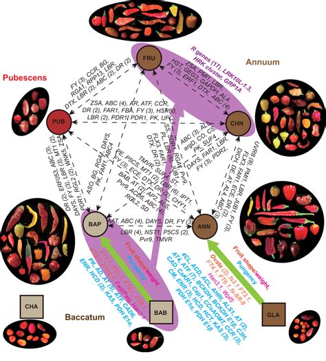 Domestication Differentiation And Introgression Of The Capsicum