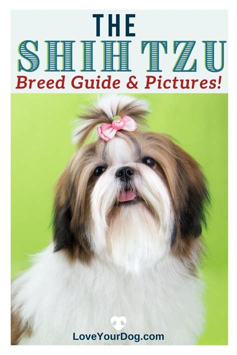 Shih Tzu 101 Breed Information Temperament And Personality Shih Tzu