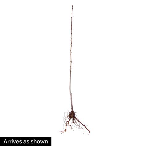 Black Tartarian High Yield Cherry Tree Dormant Bare Root Starter Full
