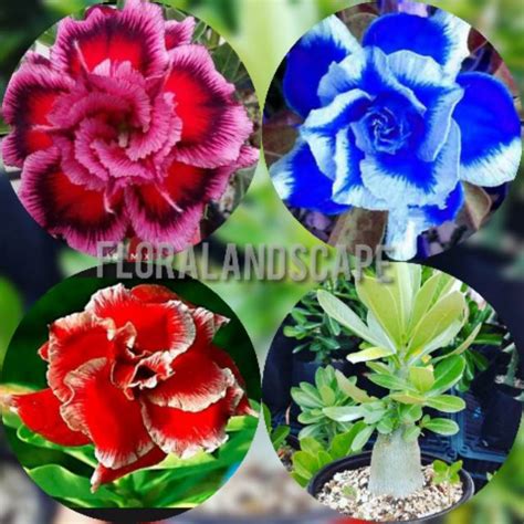 Jual Paket Adenium Bunga Adenium Bibit Adenium Kamboja Jepang Tanaman Hias Shopee