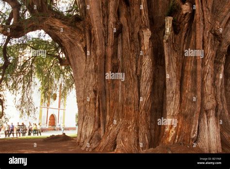 El Tule A Mexican Cypress Largest Tree In Latin America Santa Maria Del