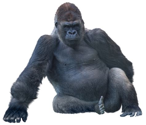 Gorilla Png Images Pngfre