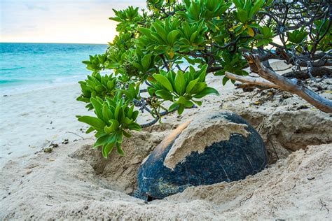 Green Sea Turtles Nesting