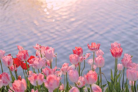 90s Aesthetic Wallpaper Anime Flower