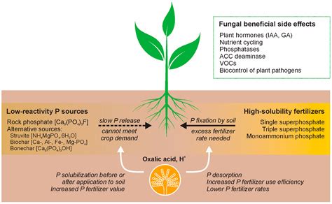 Microorganisms Free Full Text Fungi P Solubilization And Plant Nutrition