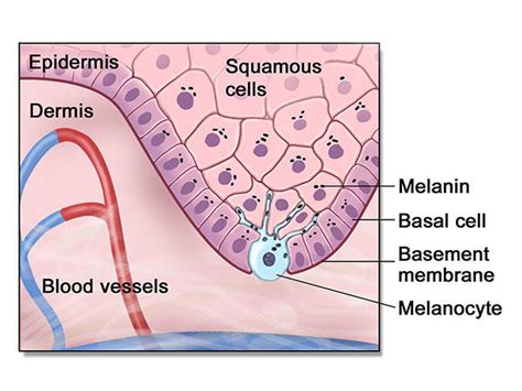 Basal Cell Layer