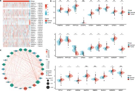 The Expression Distribution Correlation And Prognostic Values Of APA