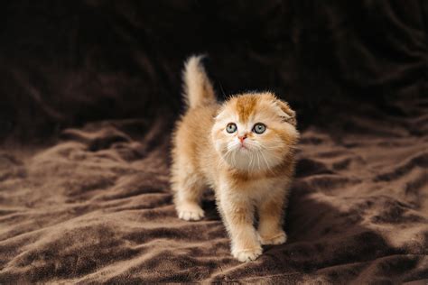 Cute Scottish Fold Kitten