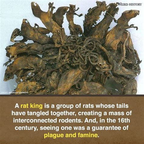 Real Rat King