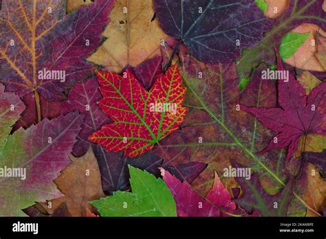 Autumn Or Fall Leaf Background In Filled Frame Format For The Holiday