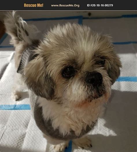 Adopt 20101600279 ~ Shih Tzu Rescue ~ Jackson Nj