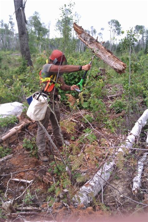 For The Love Of Trees The Characteristics Of A Tree Planter