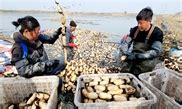 Lotus Root Harvest Global Times