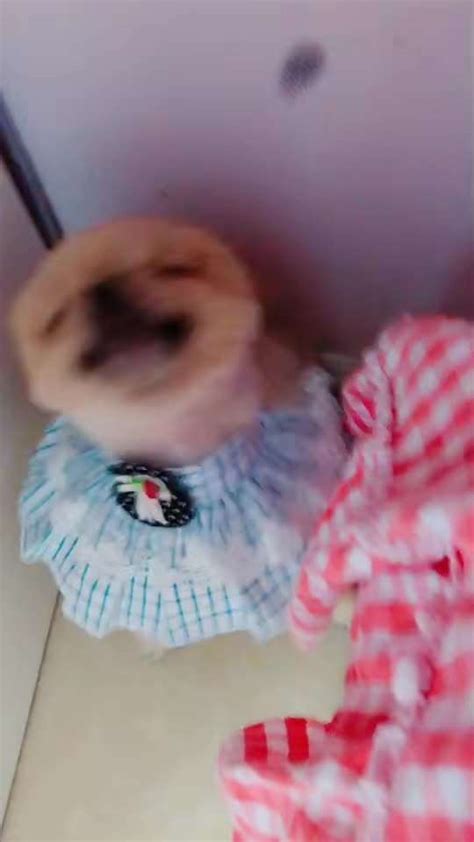 python爬虫之抖音视频批量提取术 知乎