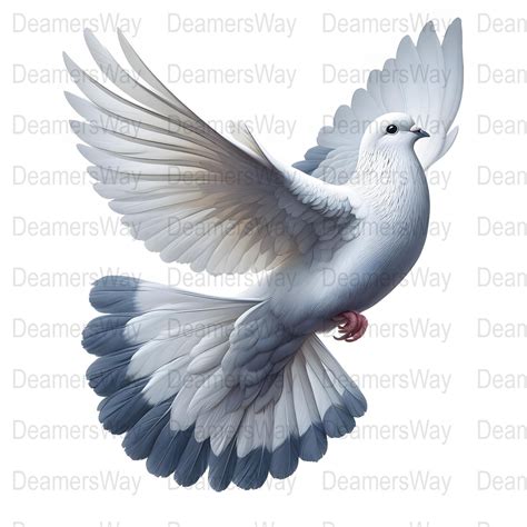 10 Dove Digital Clipart Dove Illustration Instant Download High