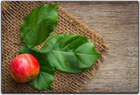 Jest Snapshot Testing For React Components An Honest Assessment · Michael Mangialardi