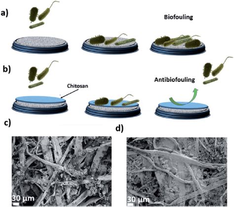 A Shows The Schematic Representation Of The Membranes Biofouling With Download Scientific