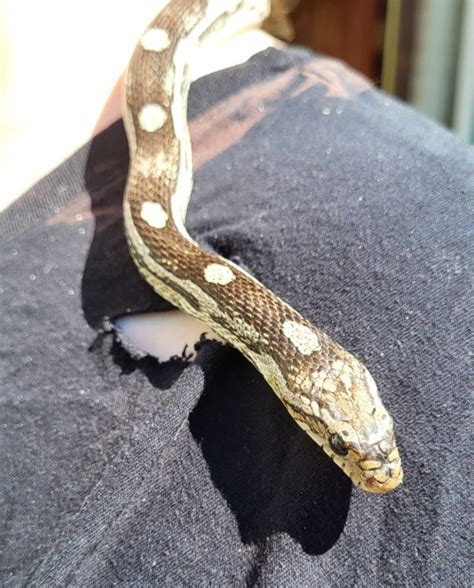 Legless Army — Green Tree Python Vs Emerald Tree Boa