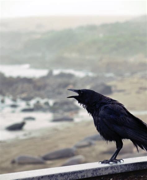 9 Spiritual Meanings Of A Crow Cawing At You It Is Good