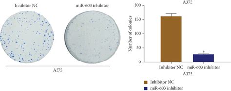 Lowly Expressed Microrna 603 Inhibits Proliferation Migration And