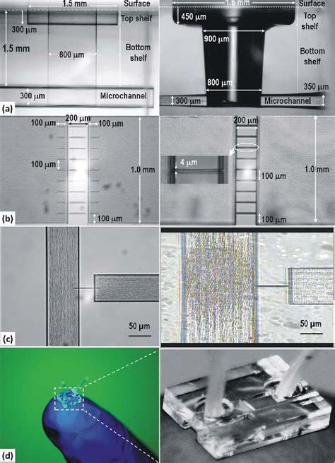 Figure 2 From A 3d Mammalian Cell Separator Biochip Semantic Scholar
