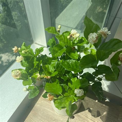 Thuỳ Dương Nguyễn🌵 On Linkedin 💥tech Grid Asia S Client Is Hiring C