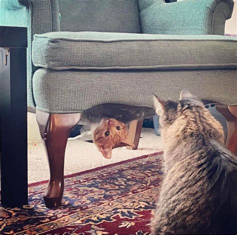 Giant Ape Mini Oc Rdnd